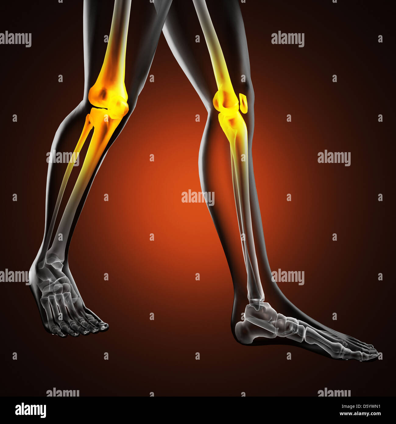 human radiography scan Stock Photo - Alamy