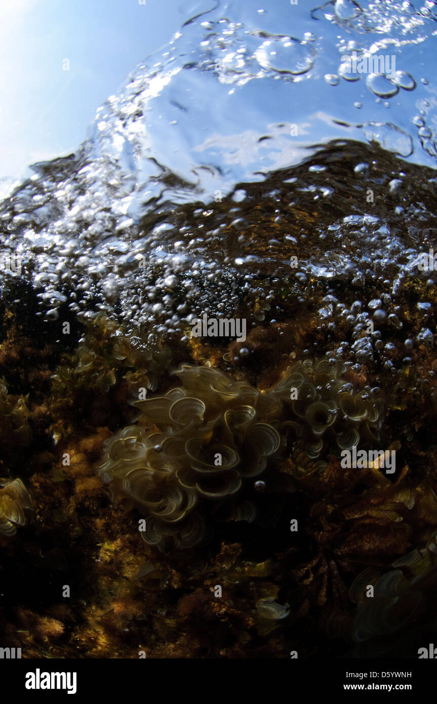 Breaking water hi-res stock photography and images - Alamy