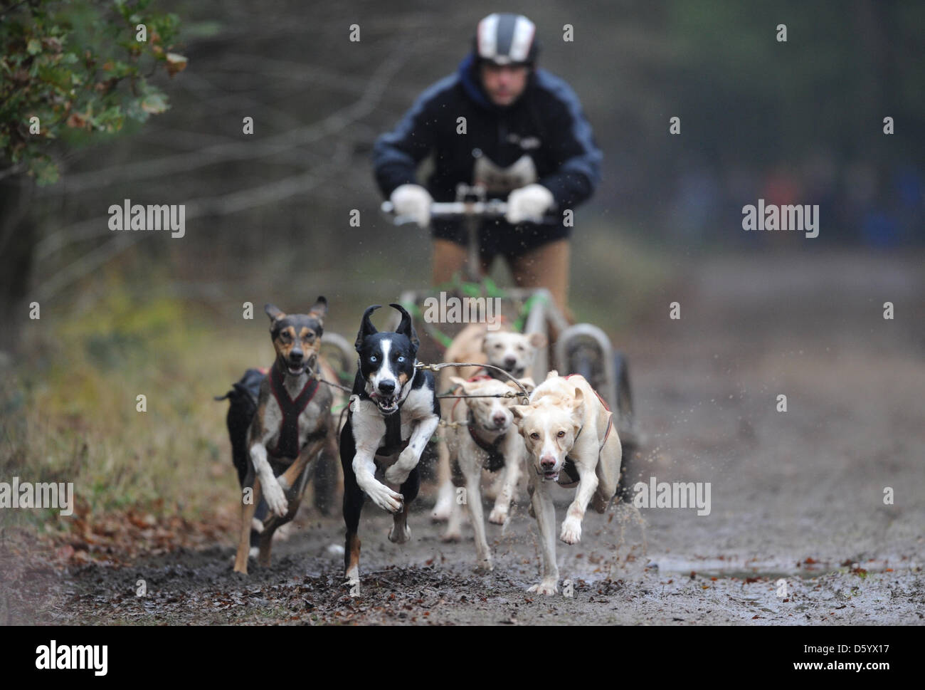 World champion and initiator of the sled dog racing European ...
