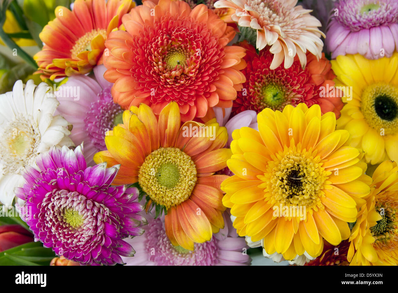 Spring flowers Gerbera macro Stock Photo - Alamy