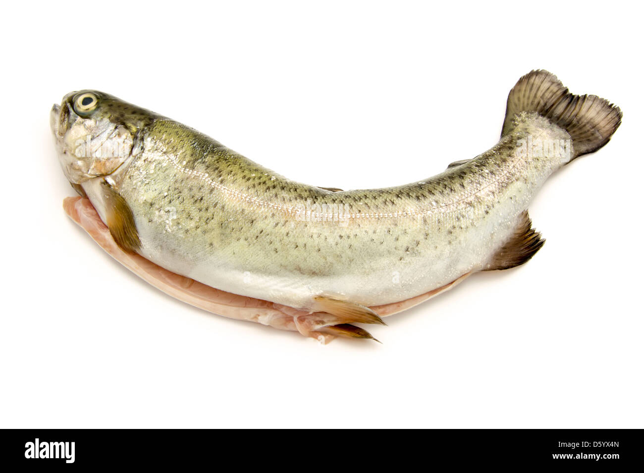 single gutted trout isolated on white background Stock Photo - Alamy