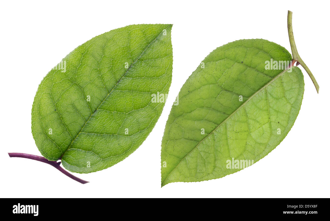 Green leaf, top and bottom Stock Photo - Alamy