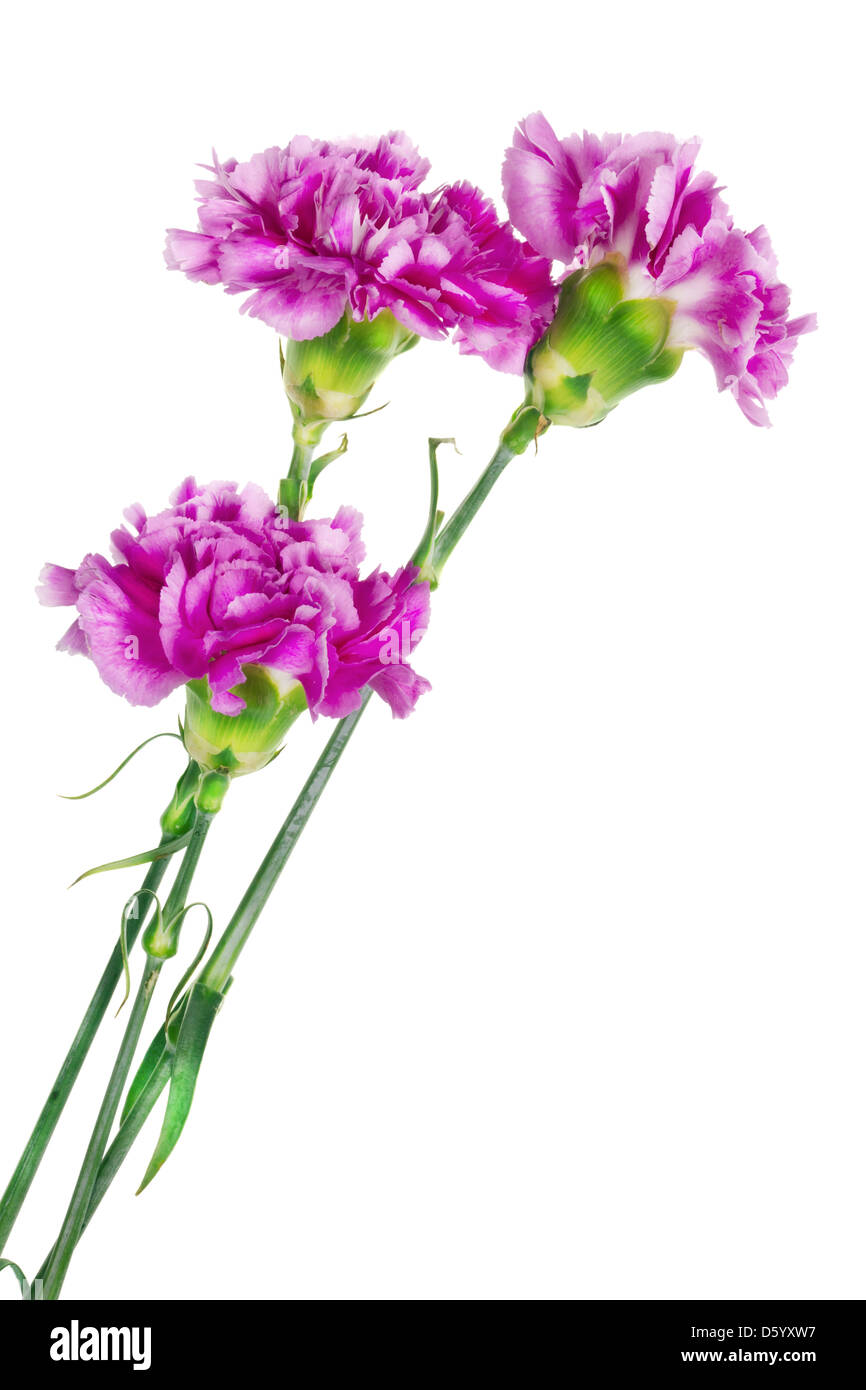 Three lonely pink carnation Stock Photo - Alamy