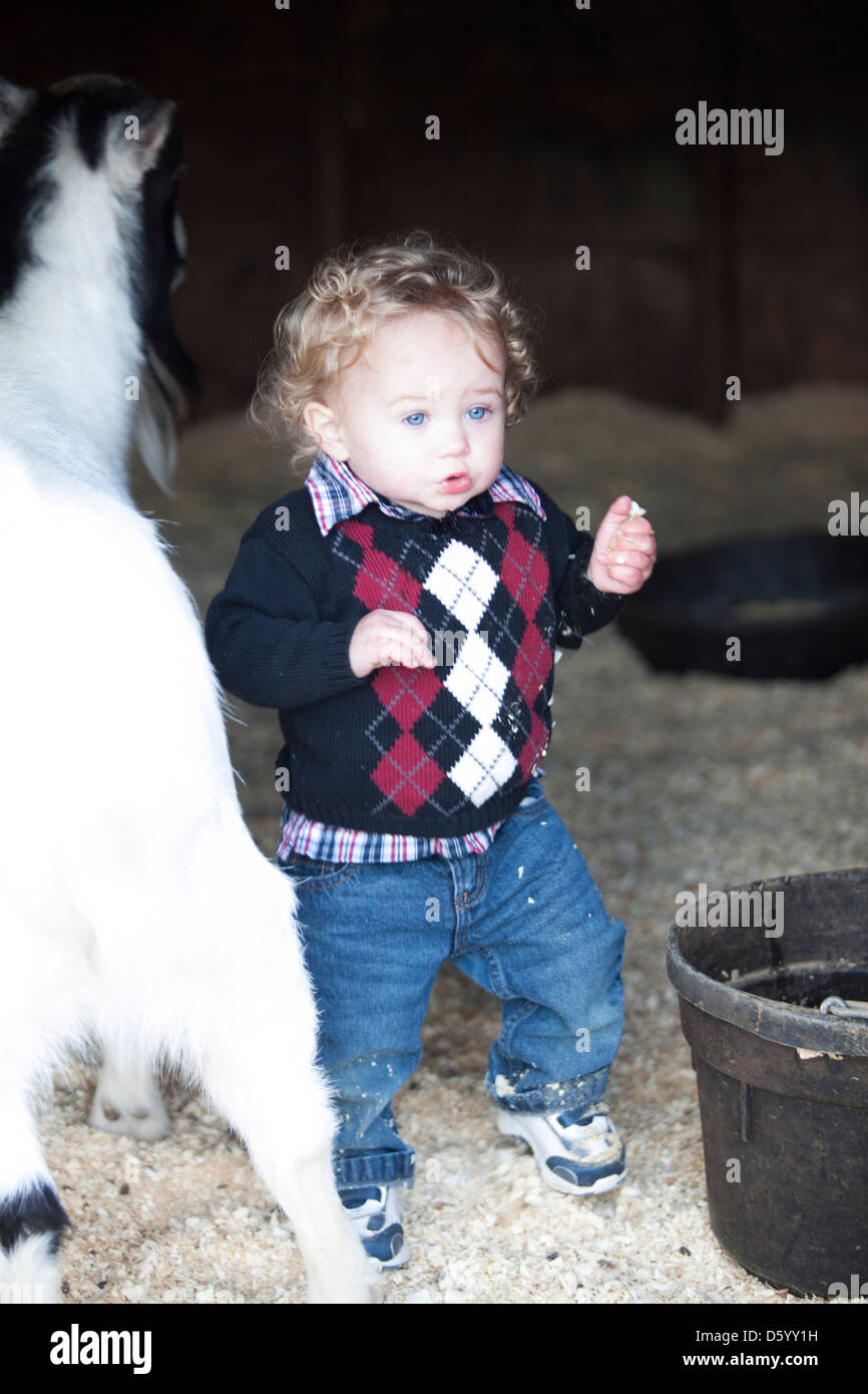 Baby Goat Running High Resolution Stock Photography and Images - Alamy