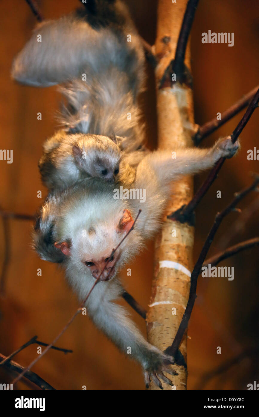 Silvery marmoset father Silvio carries his four week old offspring at ...