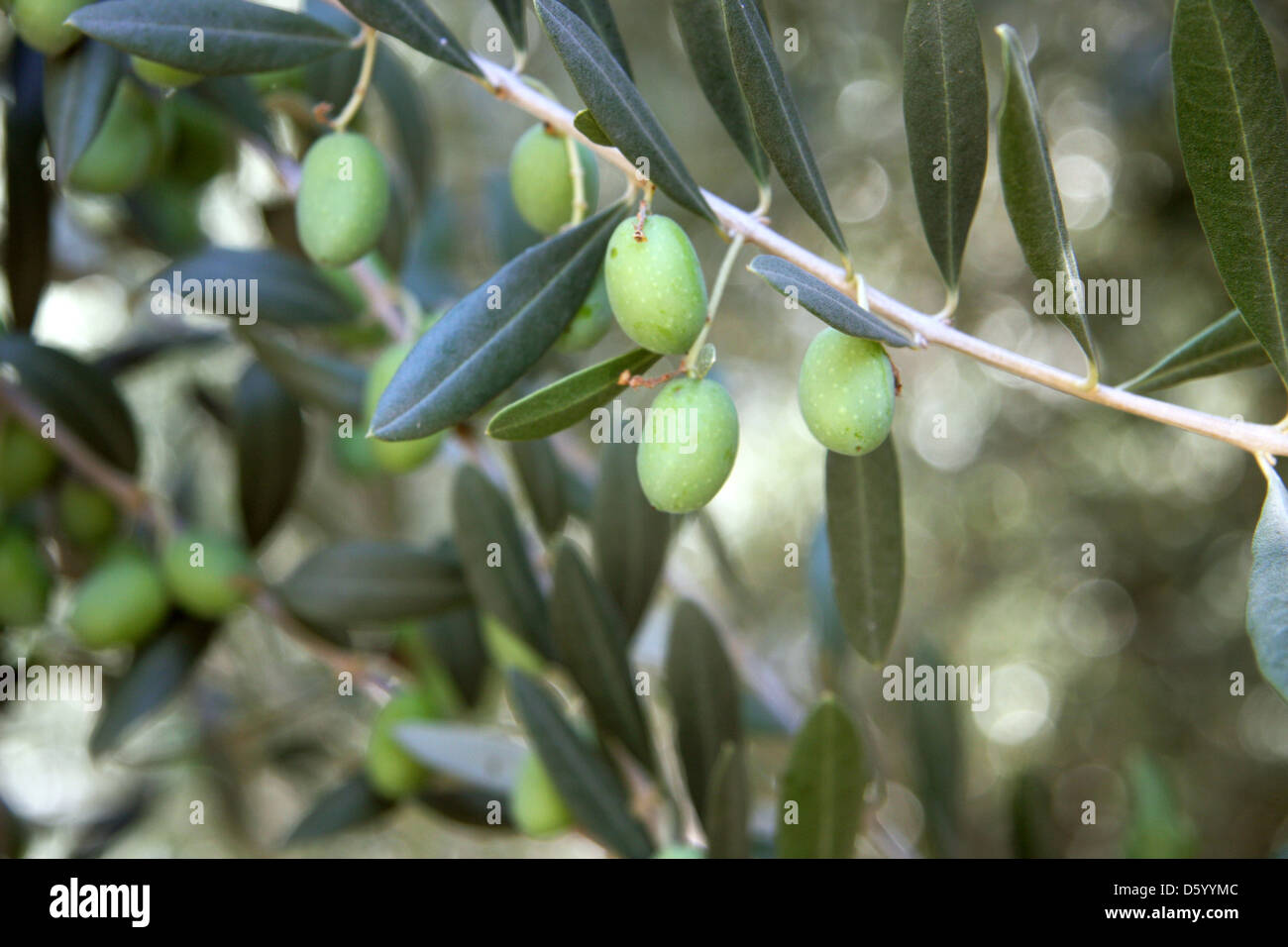 olive tree, Rome, Italy Stock Photo - Alamy