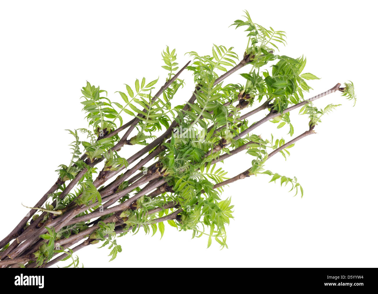 The first spring branches Stock Photo - Alamy