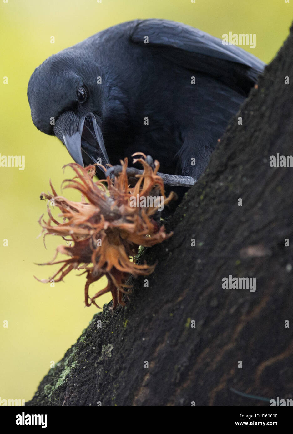 A crow looks for the nut in bristly involcure which has fallen from a ...