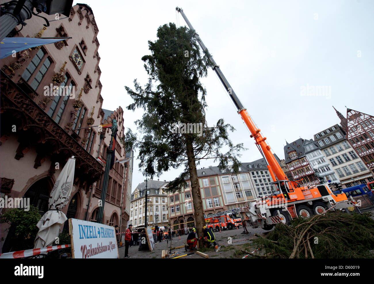 A 30 m high spruce from Upper Bavaria is erected on the Roemer in ...