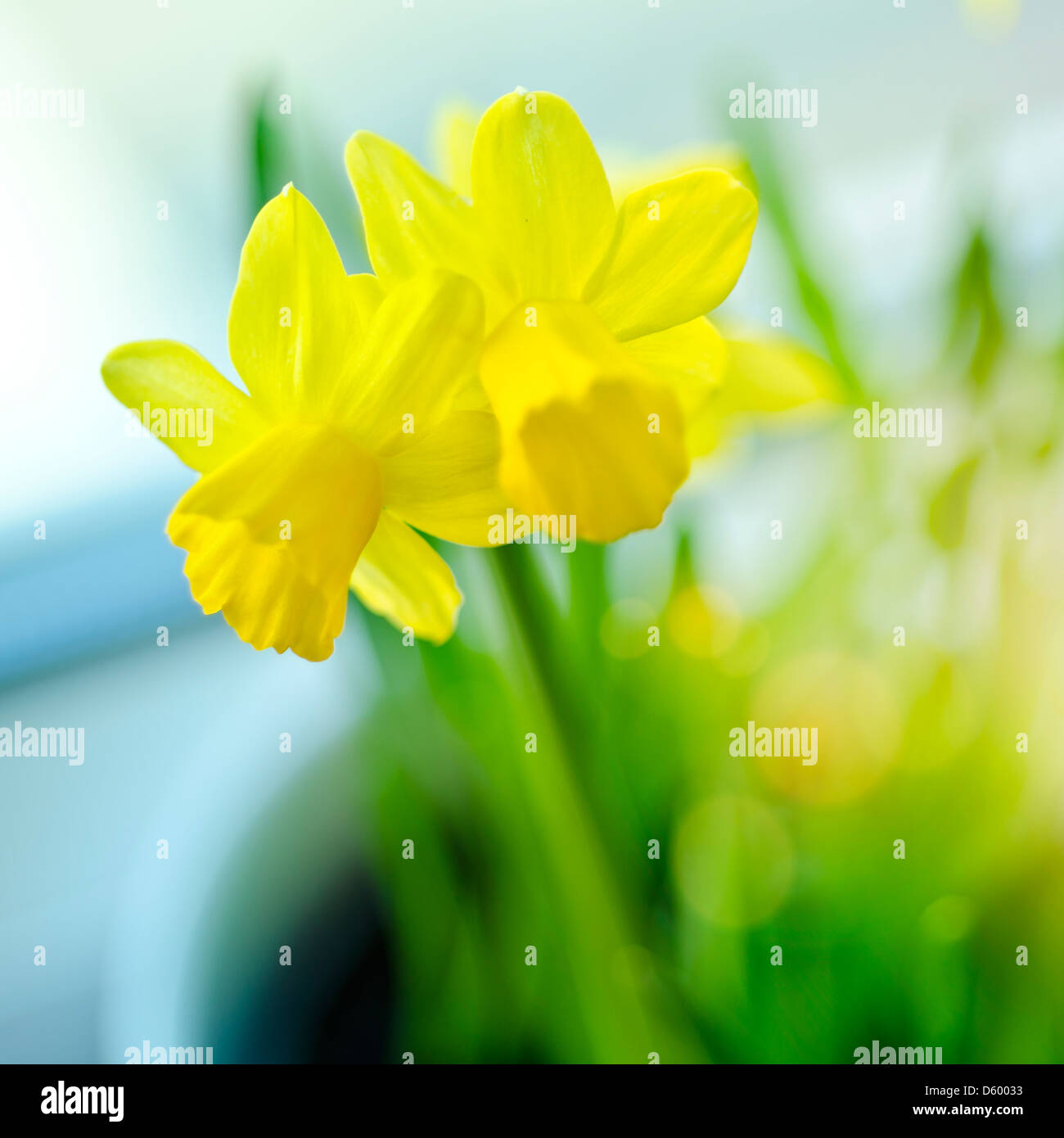 Windowsill hi-res stock photography and images - Alamy