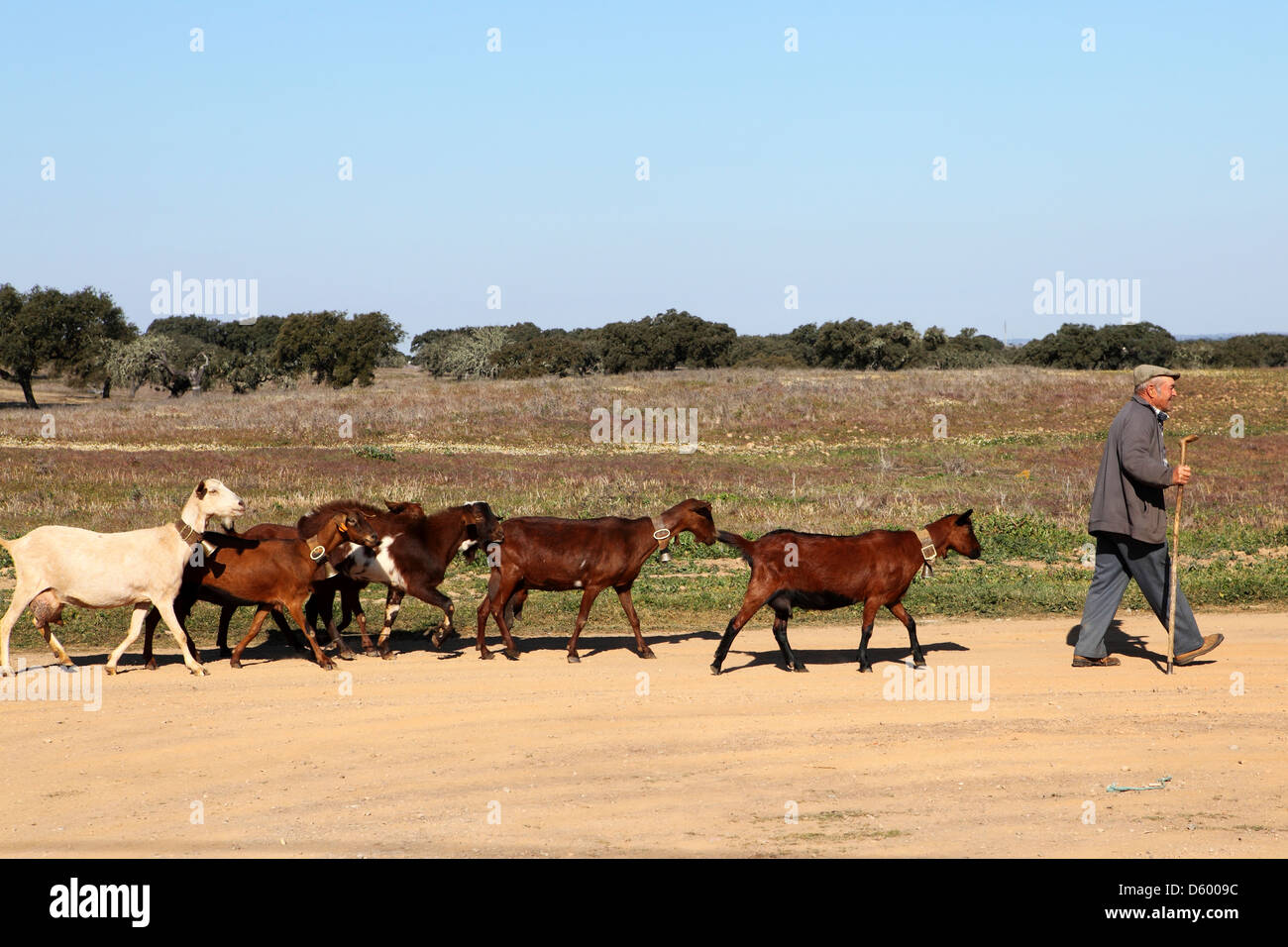 Goatherd hi-res stock photography and images - Alamy