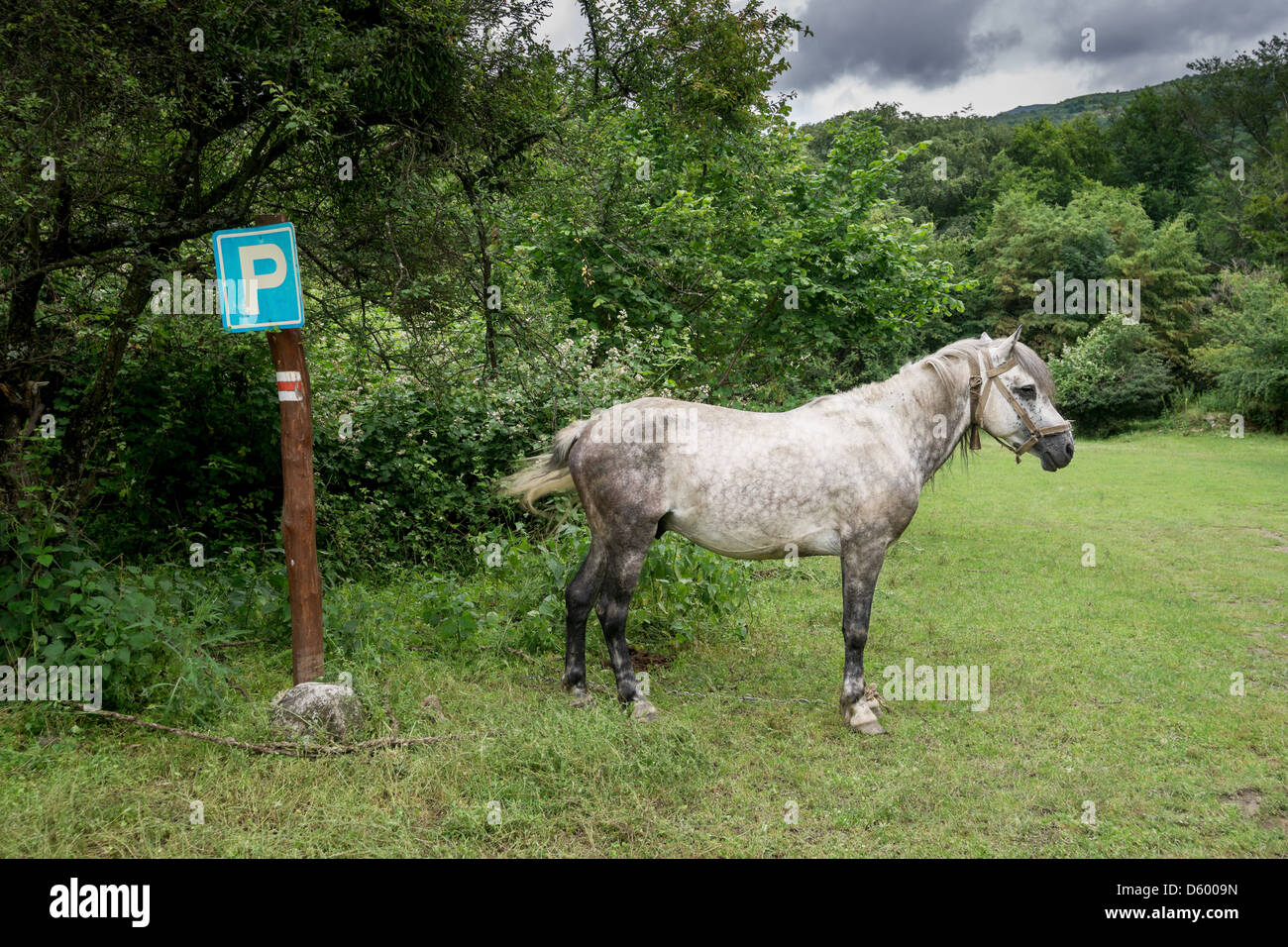 A horse on a parking Stock Photo - Alamy