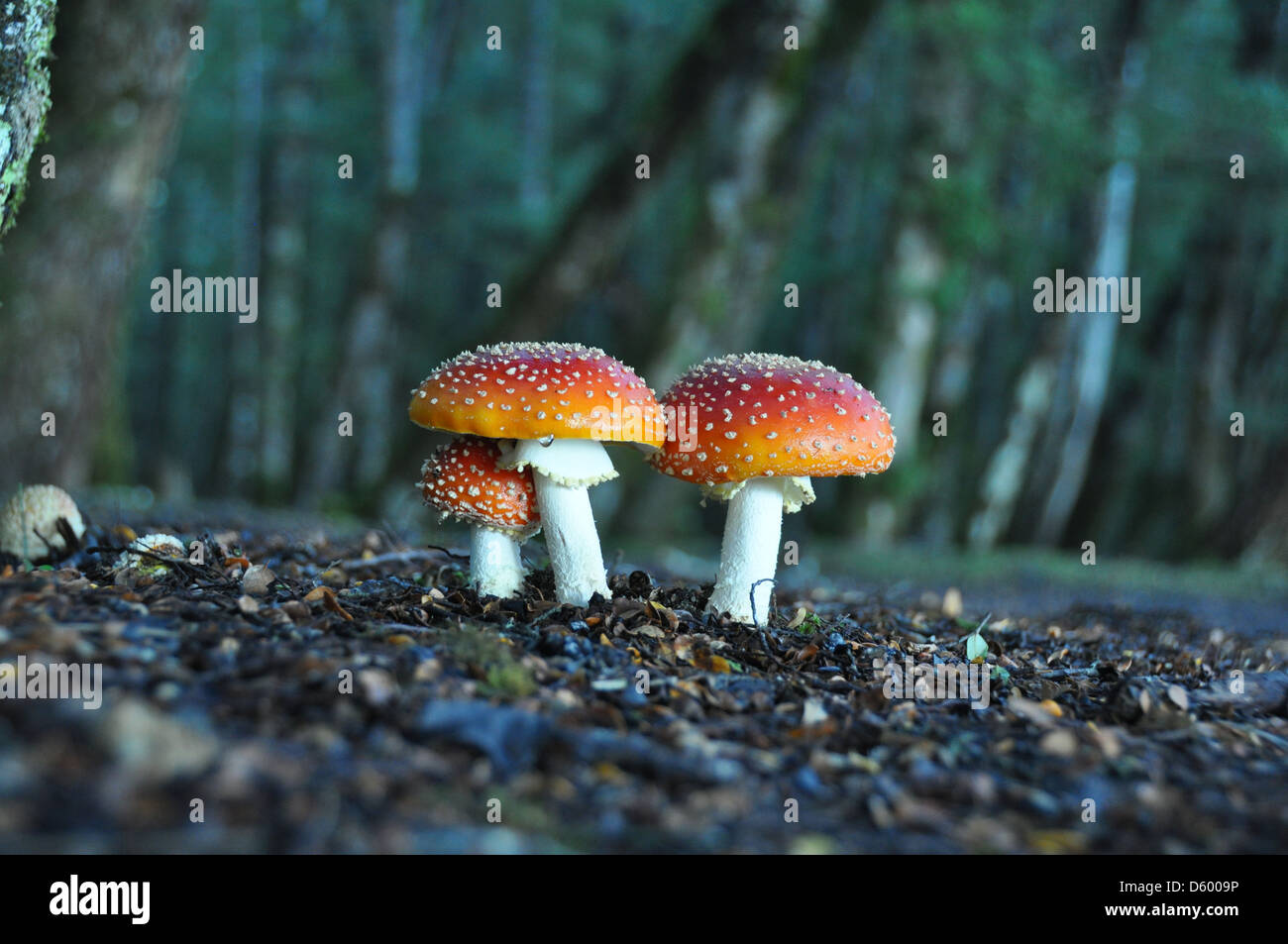 toadstools, Photographed in South Island, New Zealand Stock Photo - Alamy