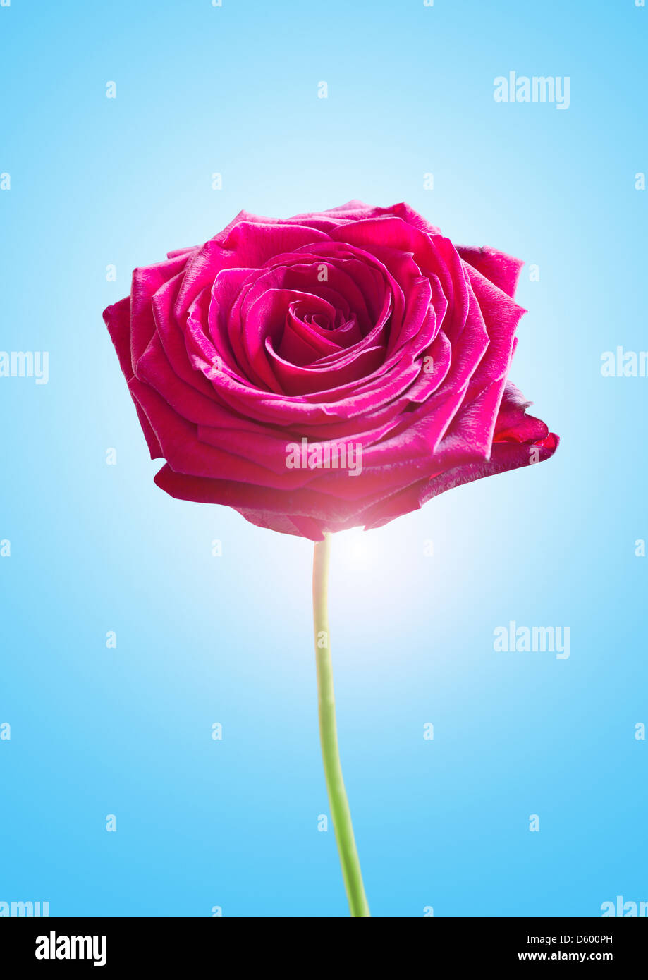 A single pink rose against a blue background Stock Photo - Alamy