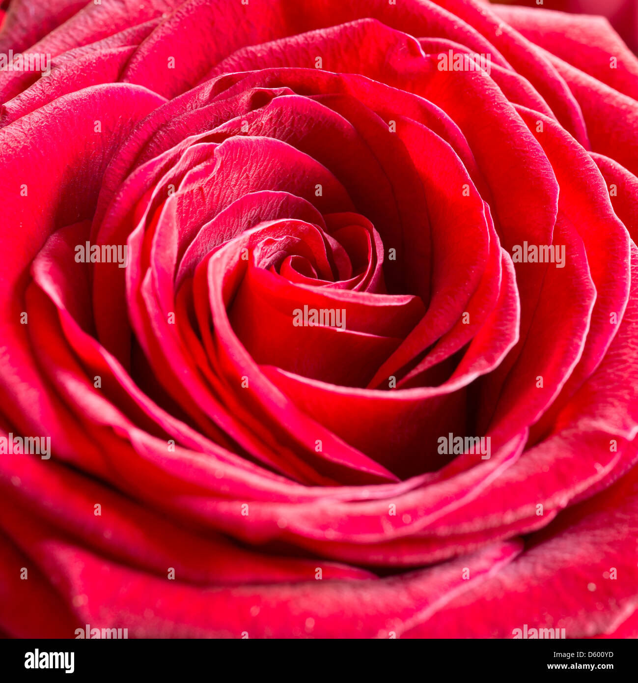 Natural background bright flowers hi-res stock photography and images ...