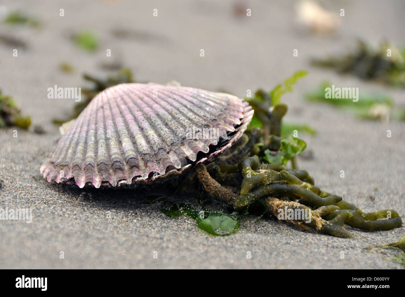 Seashell on the Paracas National Reserve shore, Peru Stock Photo - Alamy