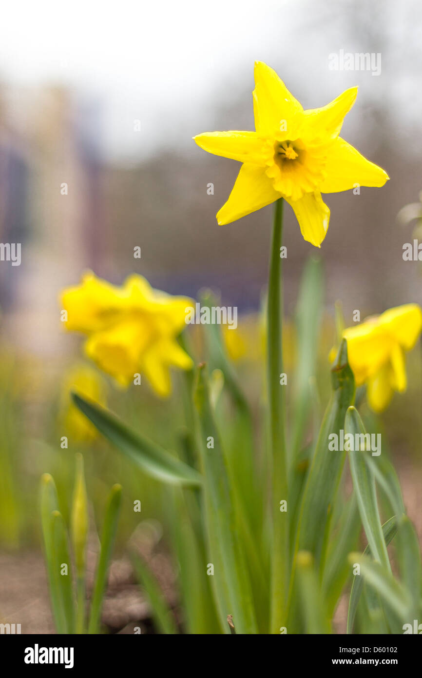 Daffodils spring uk hi-res stock photography and images - Alamy