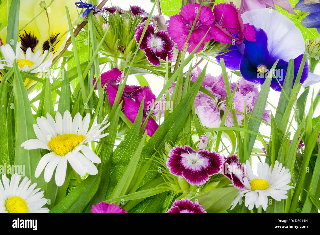 Summer meadow june hi-res stock photography and images - Alamy