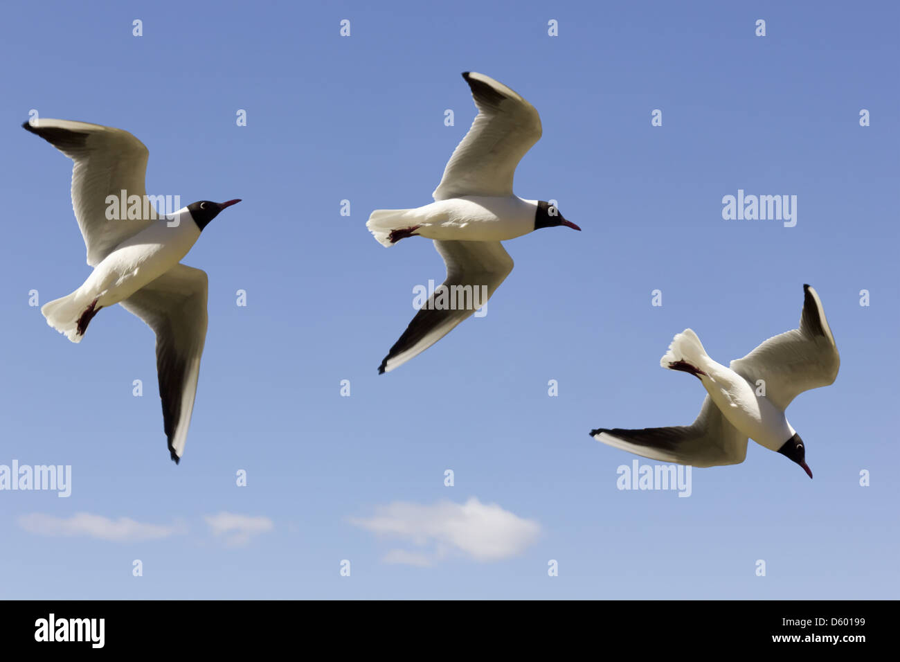 Three phases of flight Stock Photo - Alamy