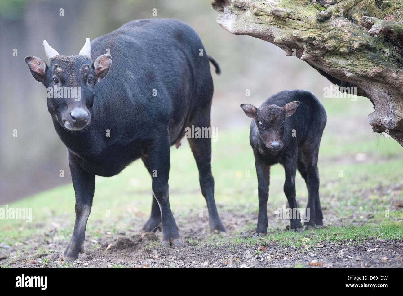 Little Anoa bull Tycoon walks through his compound with his his mother ...