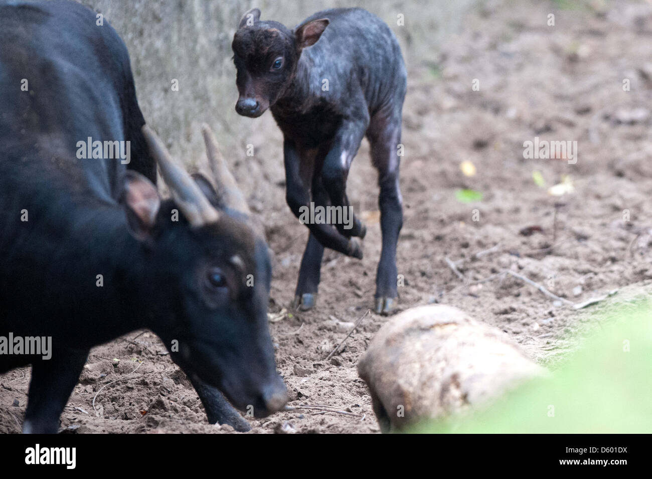Little Anoa bull Tycoon walks through his compound with his his mother ...