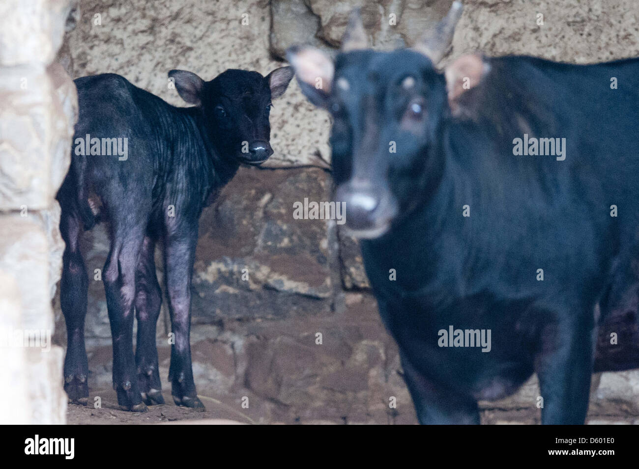 Little Anoa bull Tycoon walks through his compound with his his mother ...