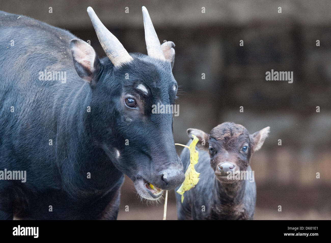 Little Anoa bull Tycoon walks through his compound with his his mother ...