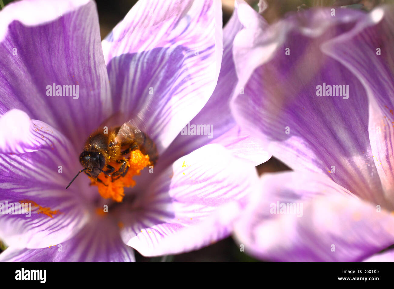 Bee and crocus hi-res stock photography and images - Alamy