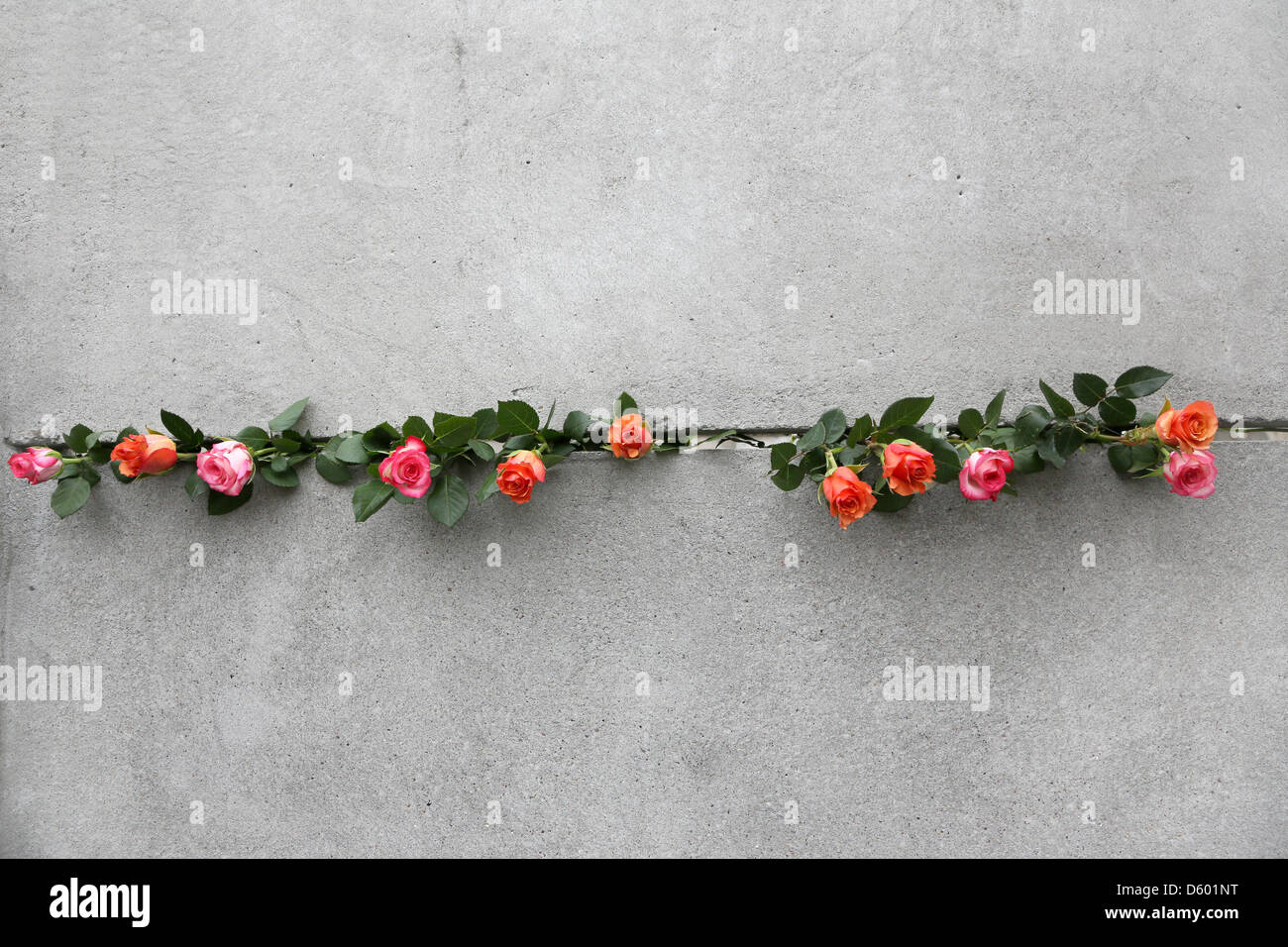 Roses have been placed into a gap of the 'Hinterlandmauer' at the ...