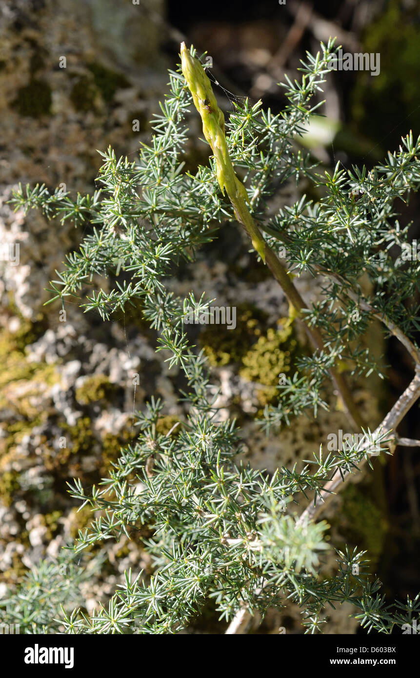 Wild asparagus hi-res stock photography and images - Alamy