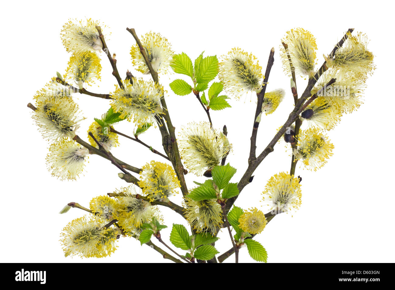 Isolated spring hi-res stock photography and images - Alamy