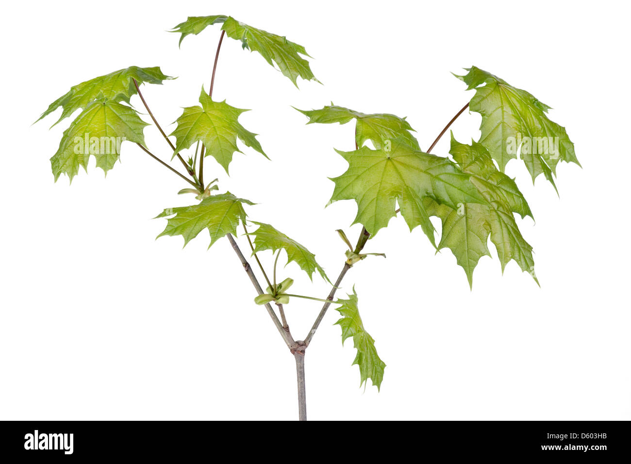 Spring maple tree branch Stock Photo - Alamy
