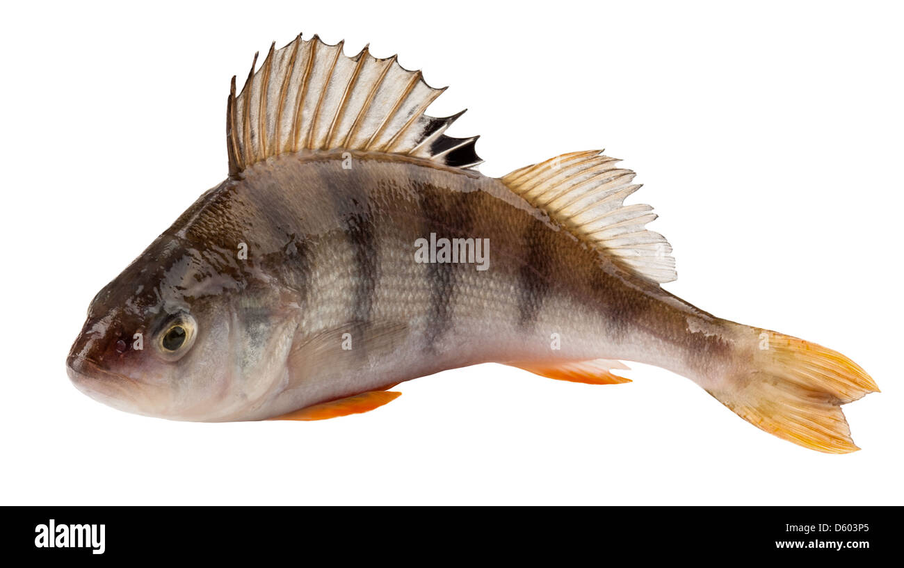Basse perch hi-res stock photography and images - Alamy