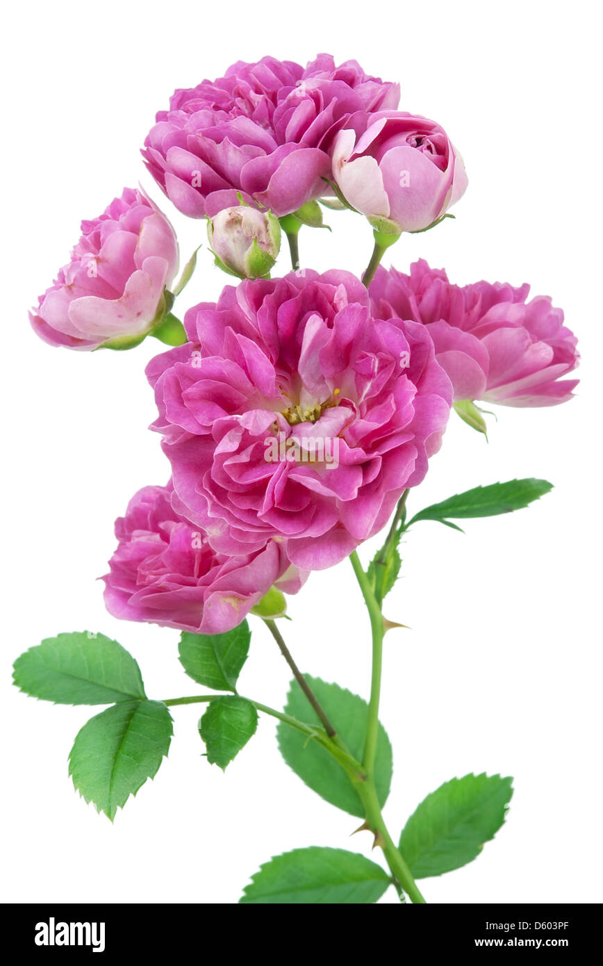 Plant rare pink flower hi-res stock photography and images - Alamy