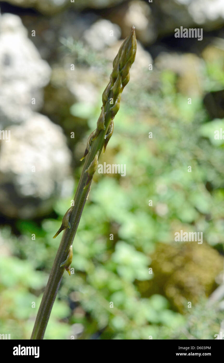Wild asparagus hi-res stock photography and images - Alamy