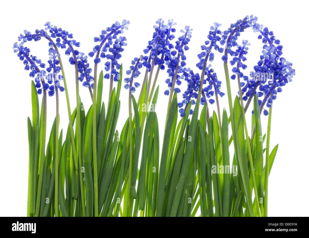 Gentle Easter grass and blue flowers Stock Photo - Alamy
