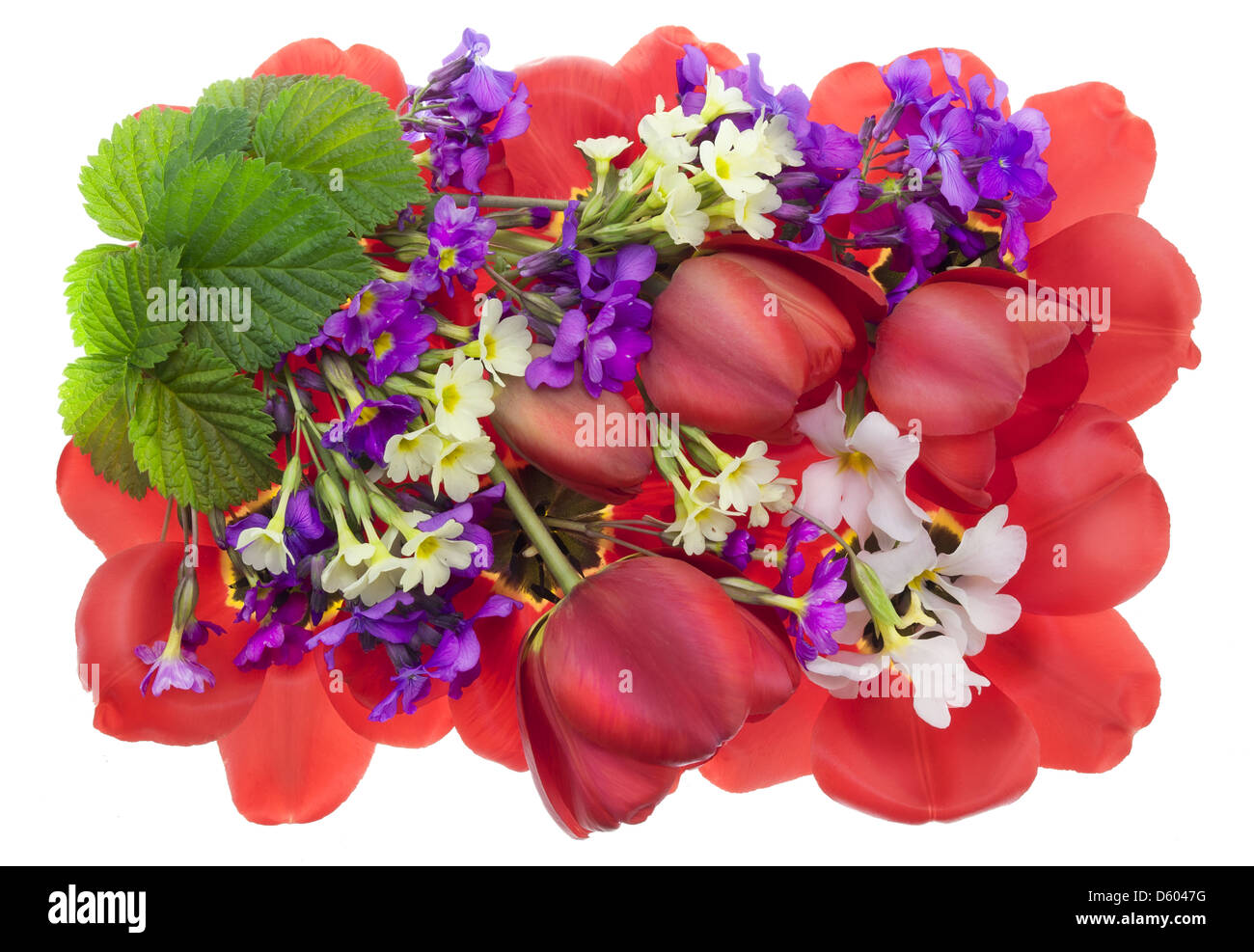 Pink spring flowering branch Cut Out Stock Images & Pictures - Alamy