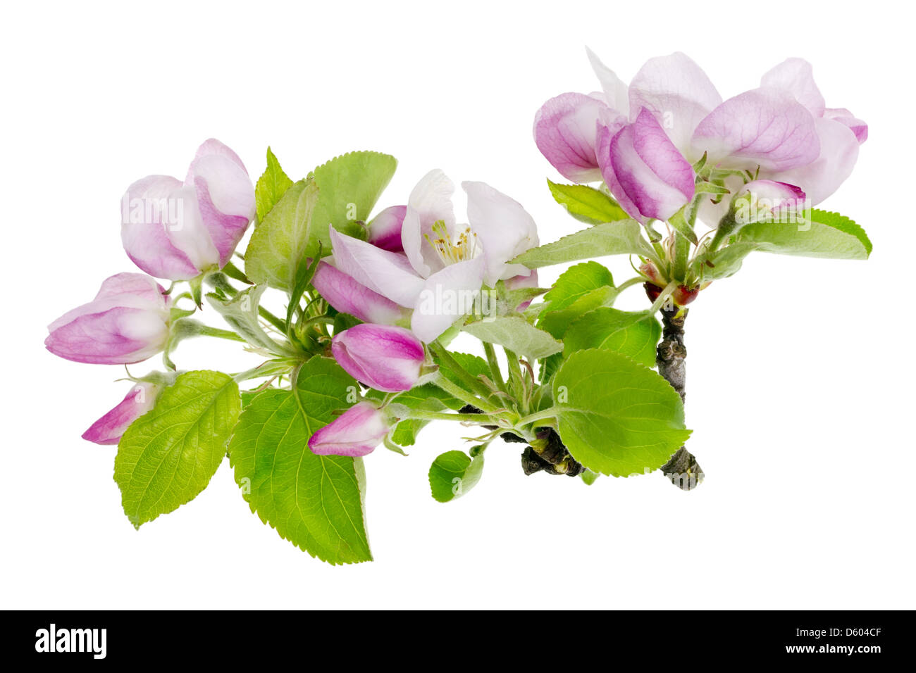 Pink apple tree isolated flowers macro Stock Photo - Alamy