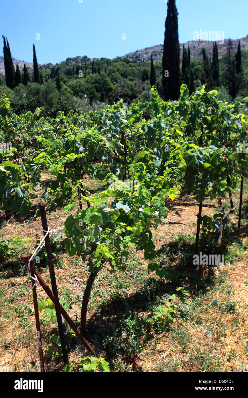 Corfu greece vineyard hi-res stock photography and images - Alamy