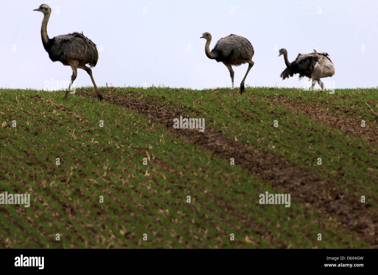 A group of Greater Rheas is pictured on a field near Utecht, Germany ...