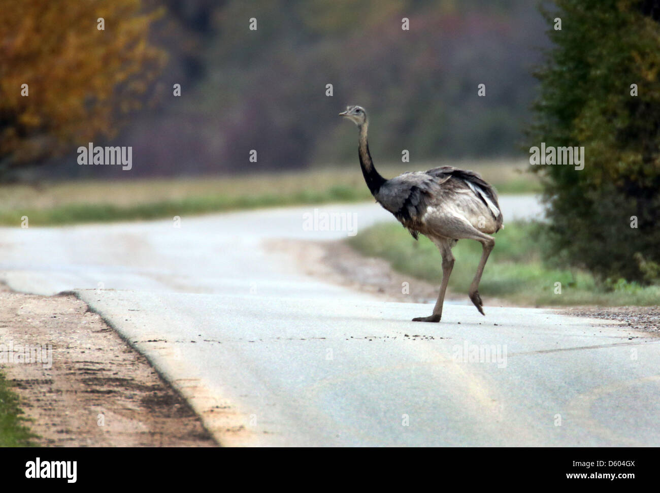 A Greater Rhea is pictured on a street near Utecht, Germany, 08 ...