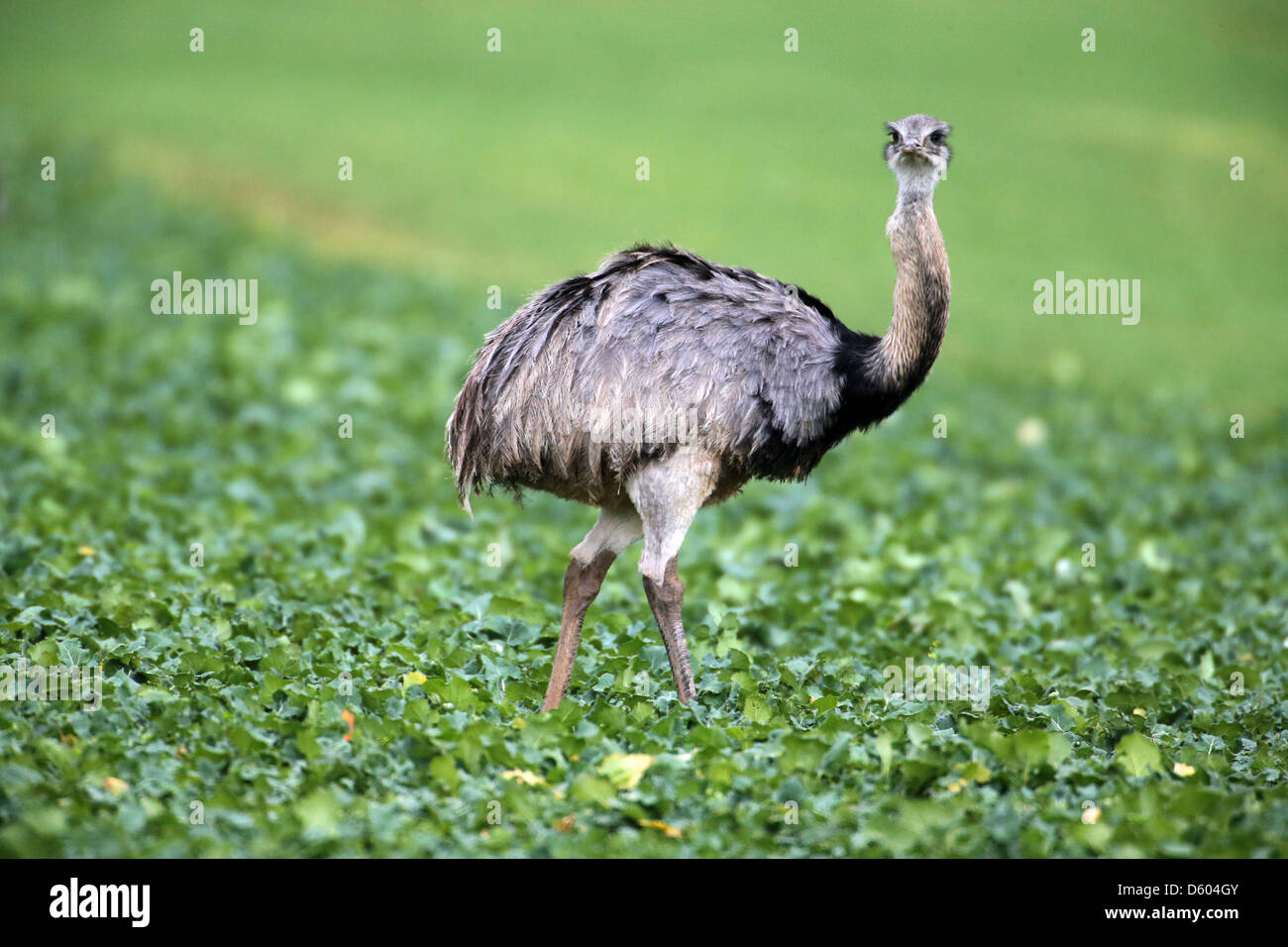 A Greater Rhea is pictured on a rape field near Utecht, Germany, 08 ...