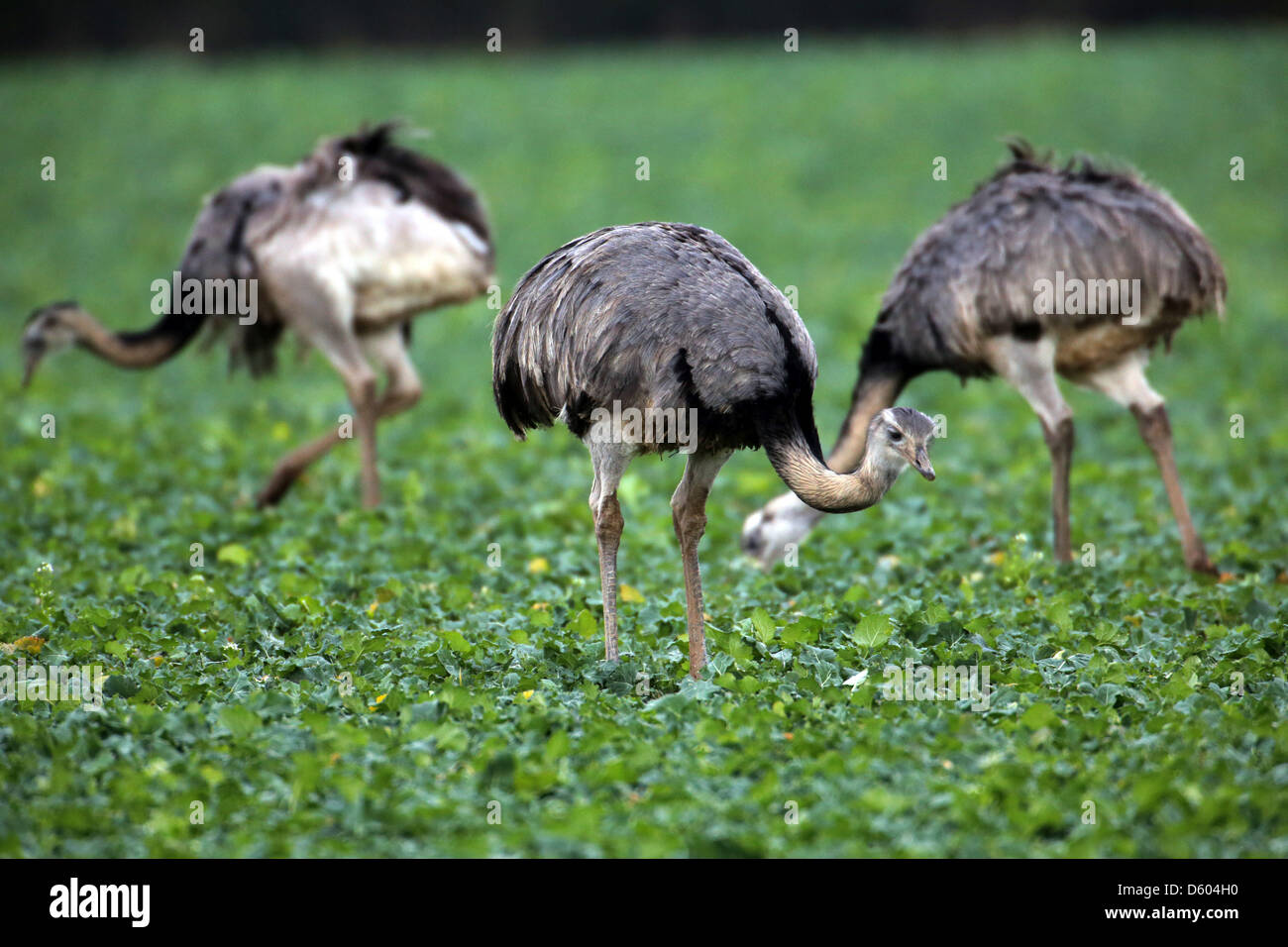 A group of Greater Rheas is pictured on a rape field near Utecht ...