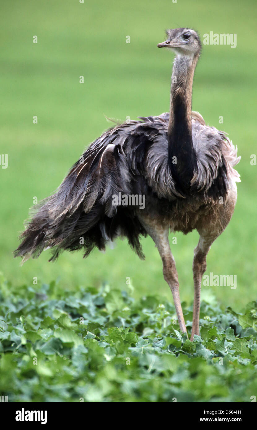 A Greater Rhea is pictured on a rape field near Utecht, Germany, 08 ...