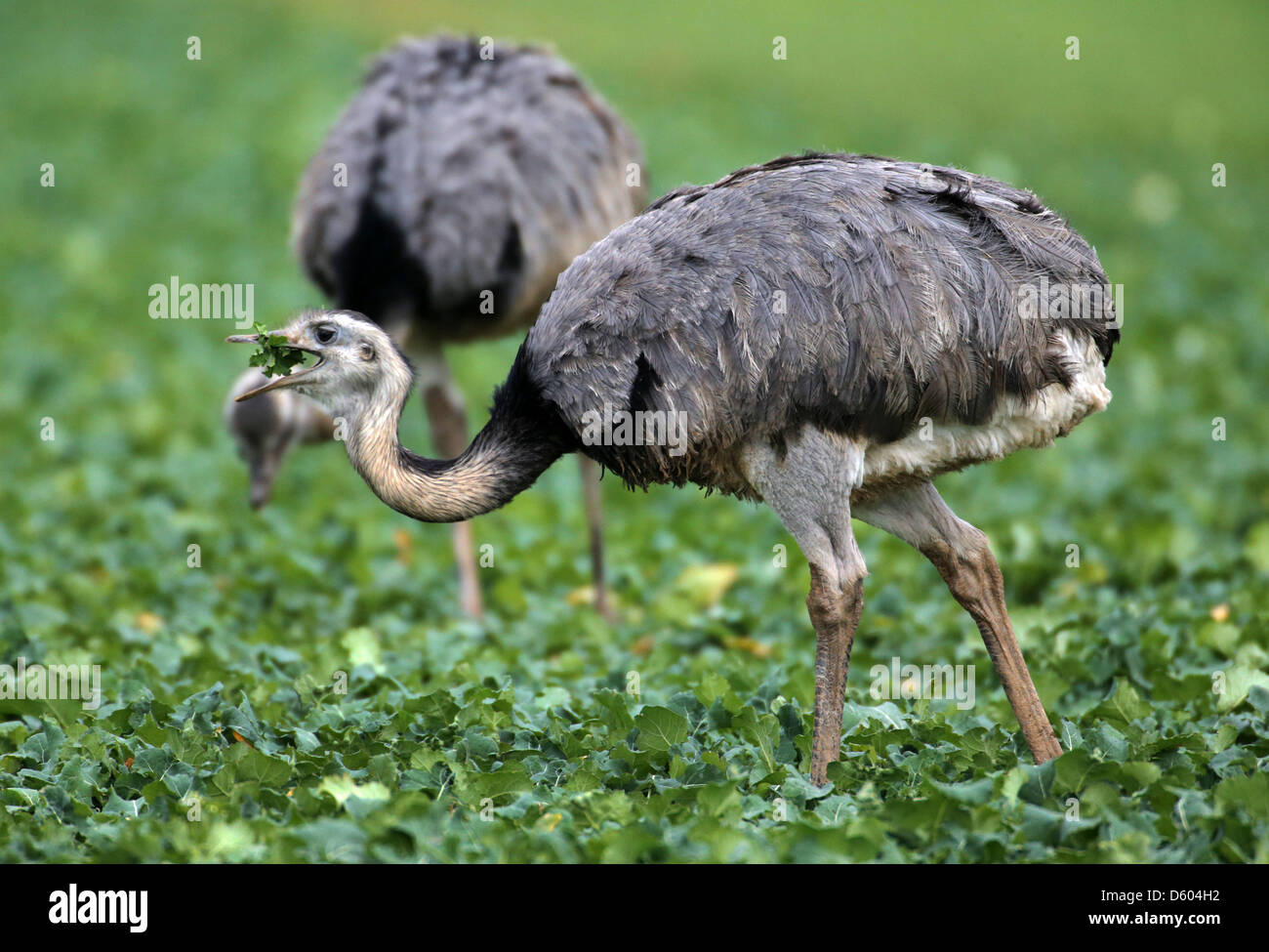 A group of Greater Rheas is pictured on a rape field near Utecht ...