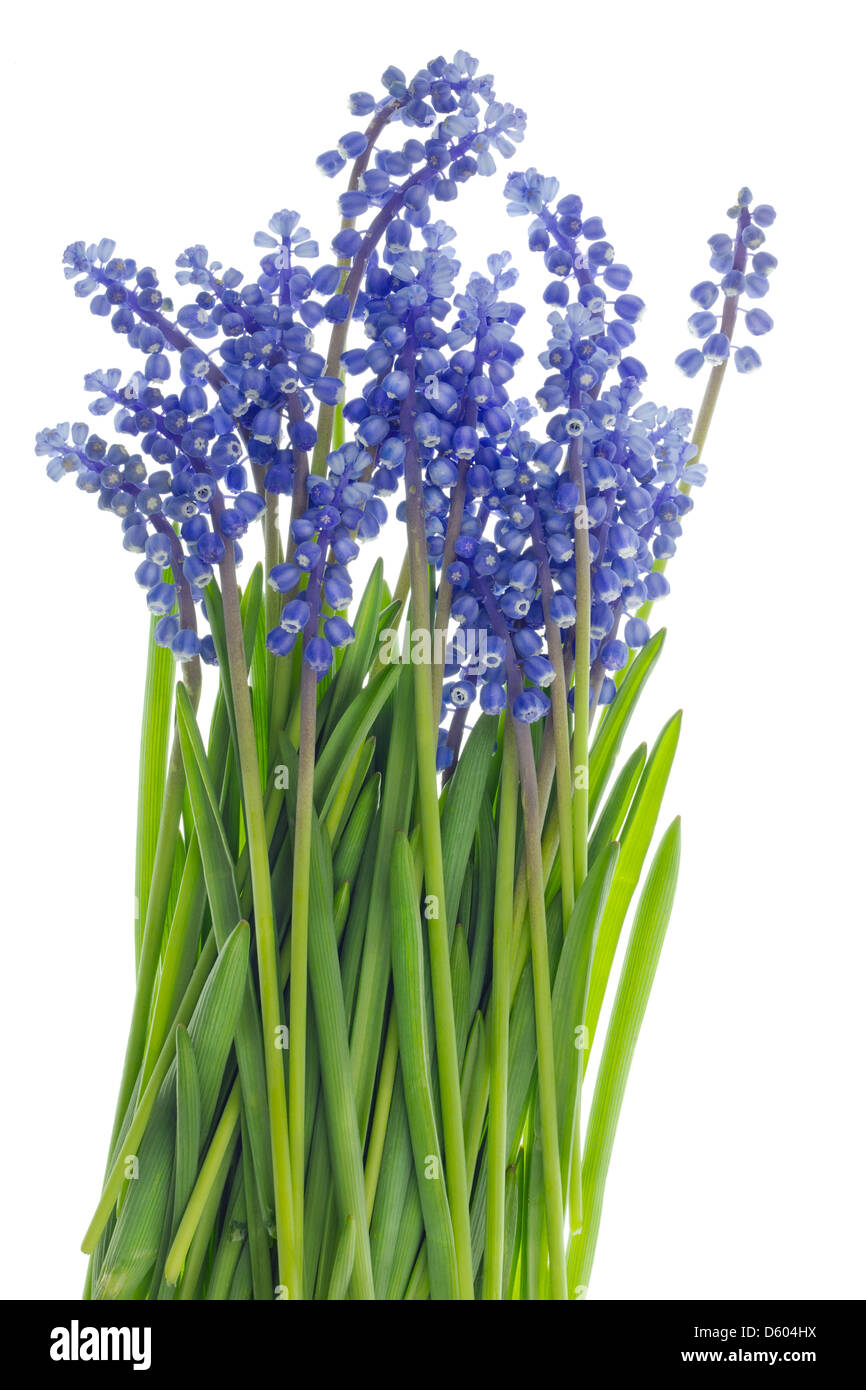 Tranquil garden blue flowers hi-res stock photography and images - Alamy