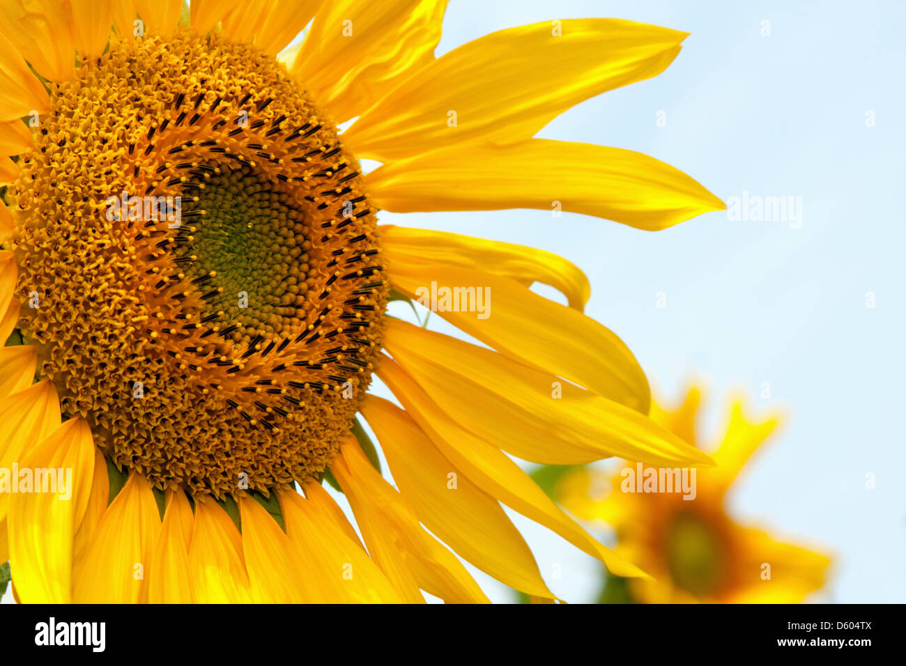 Sunlower hi-res stock photography and images - Alamy