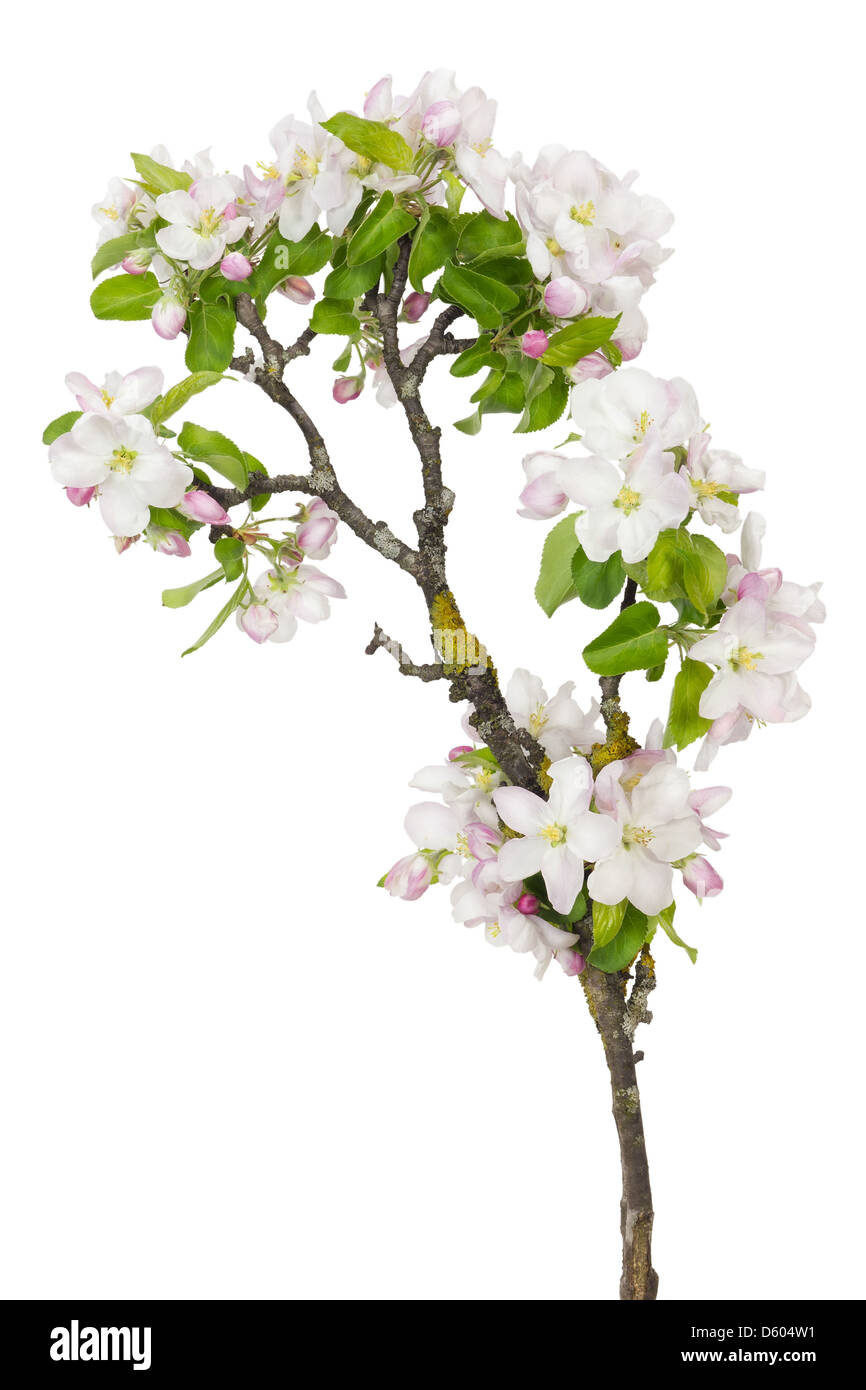 Old apple tree new flowers Stock Photo - Alamy