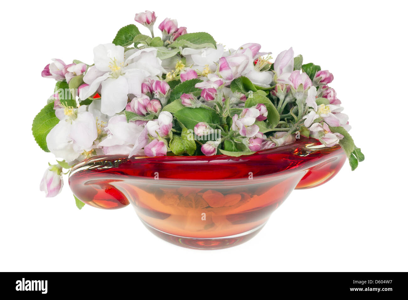 Tree blooming in garden Cut Out Stock Images & Pictures - Alamy