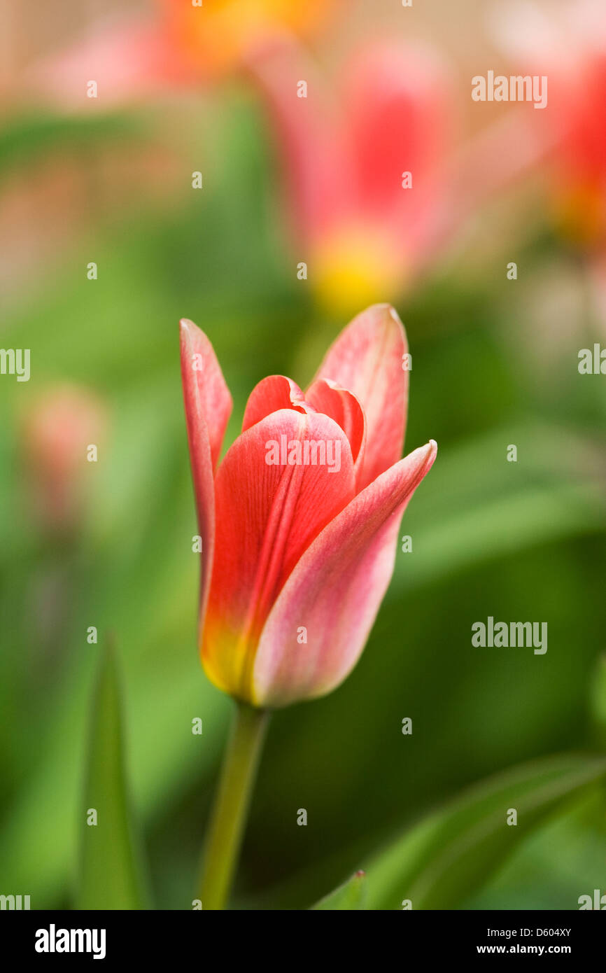 Miniature tulip hi-res stock photography and images - Alamy